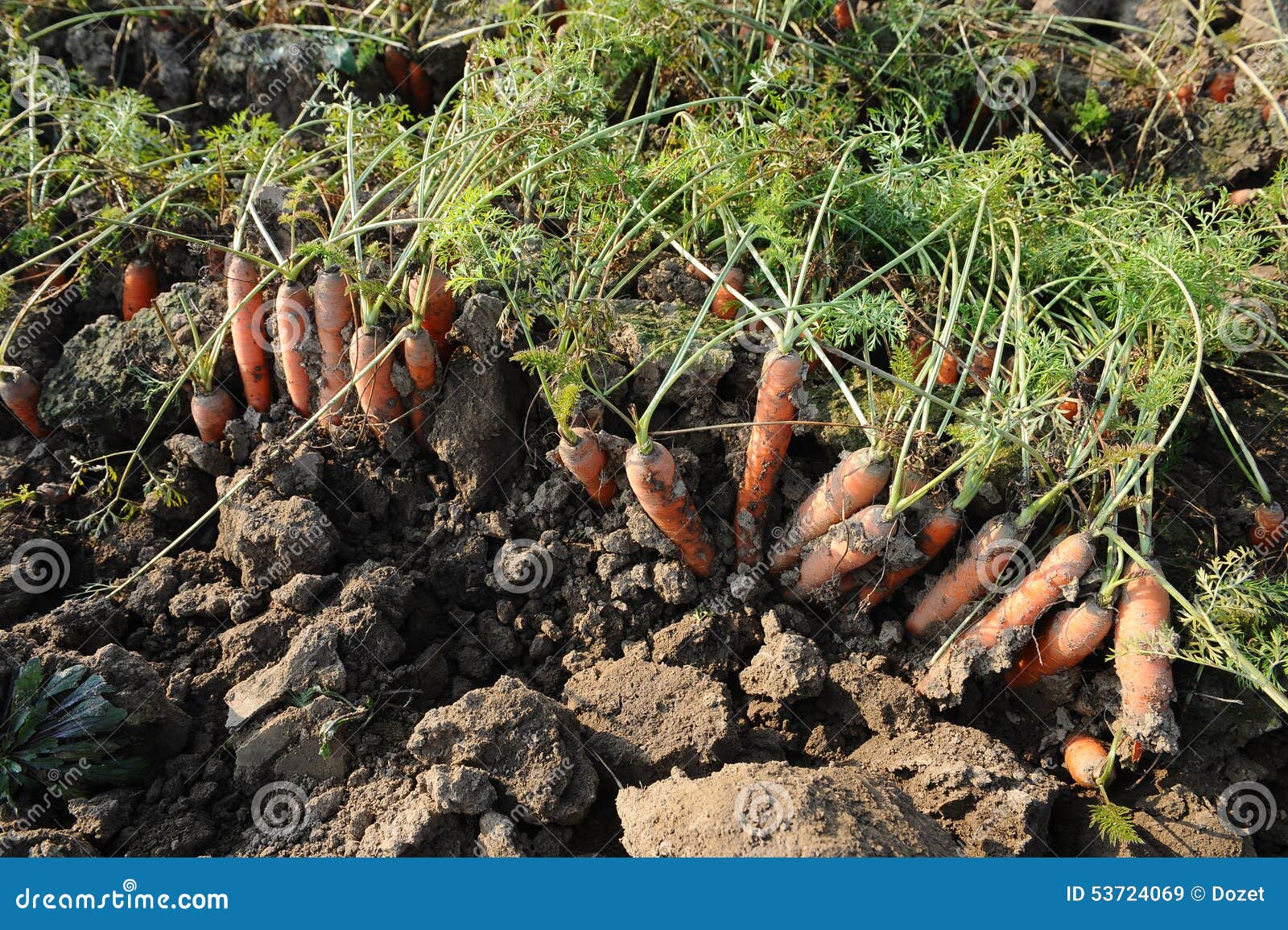 Organic Carrots. Carrot Growing Stock Image - Image of bunch, close ...
