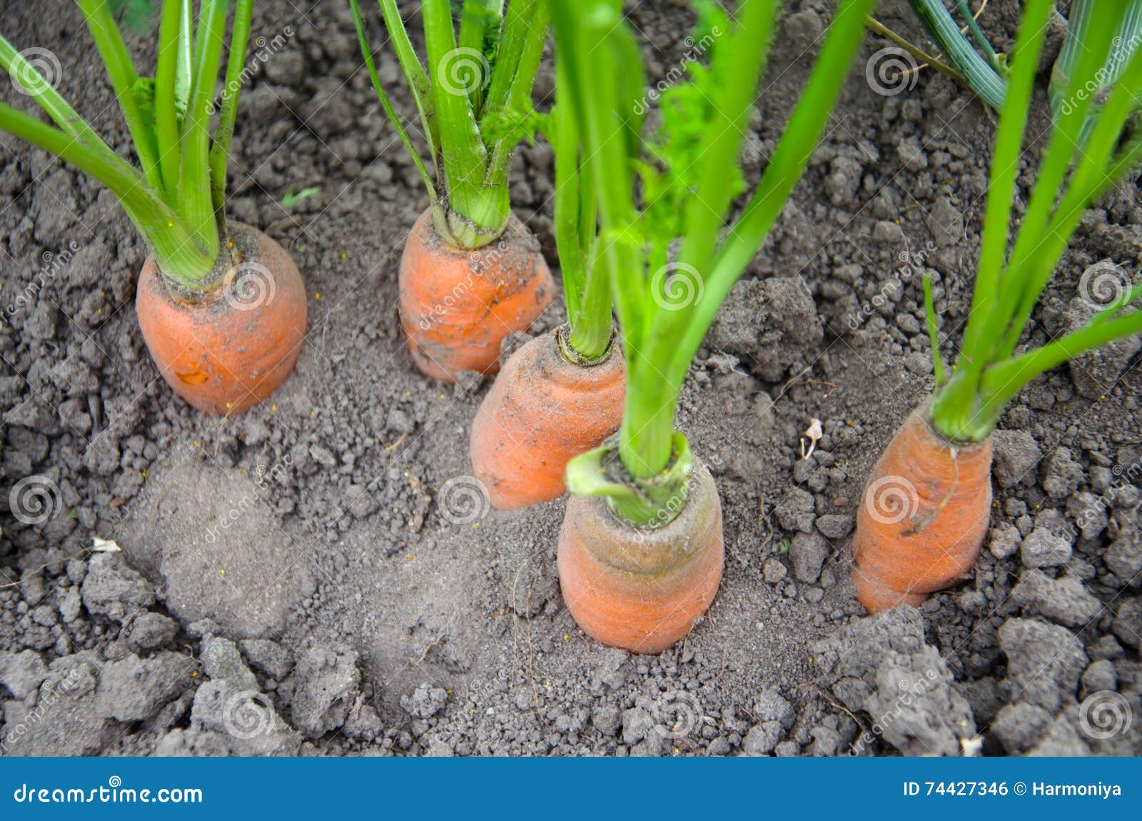 Organic Carrots. Carrot Growing Stock Photo - Image of harvest ...