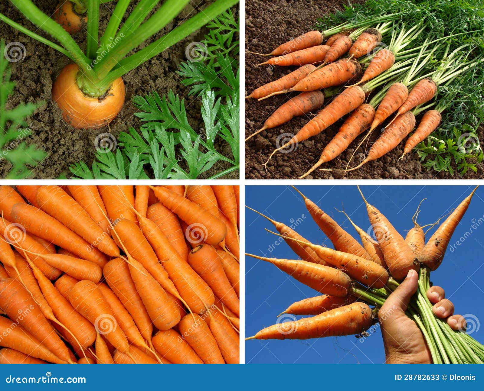 Organic carrots collage stock image. Image of fingers - 28782633