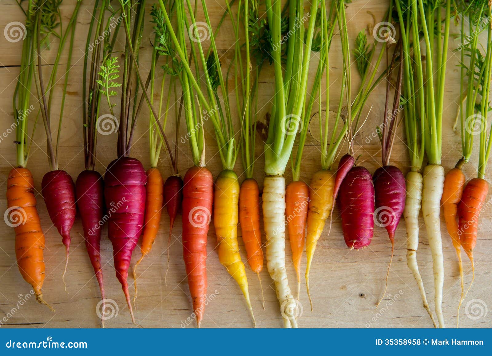 Organic Carrots stock photo. Image of gardening, vegetable - 35358958