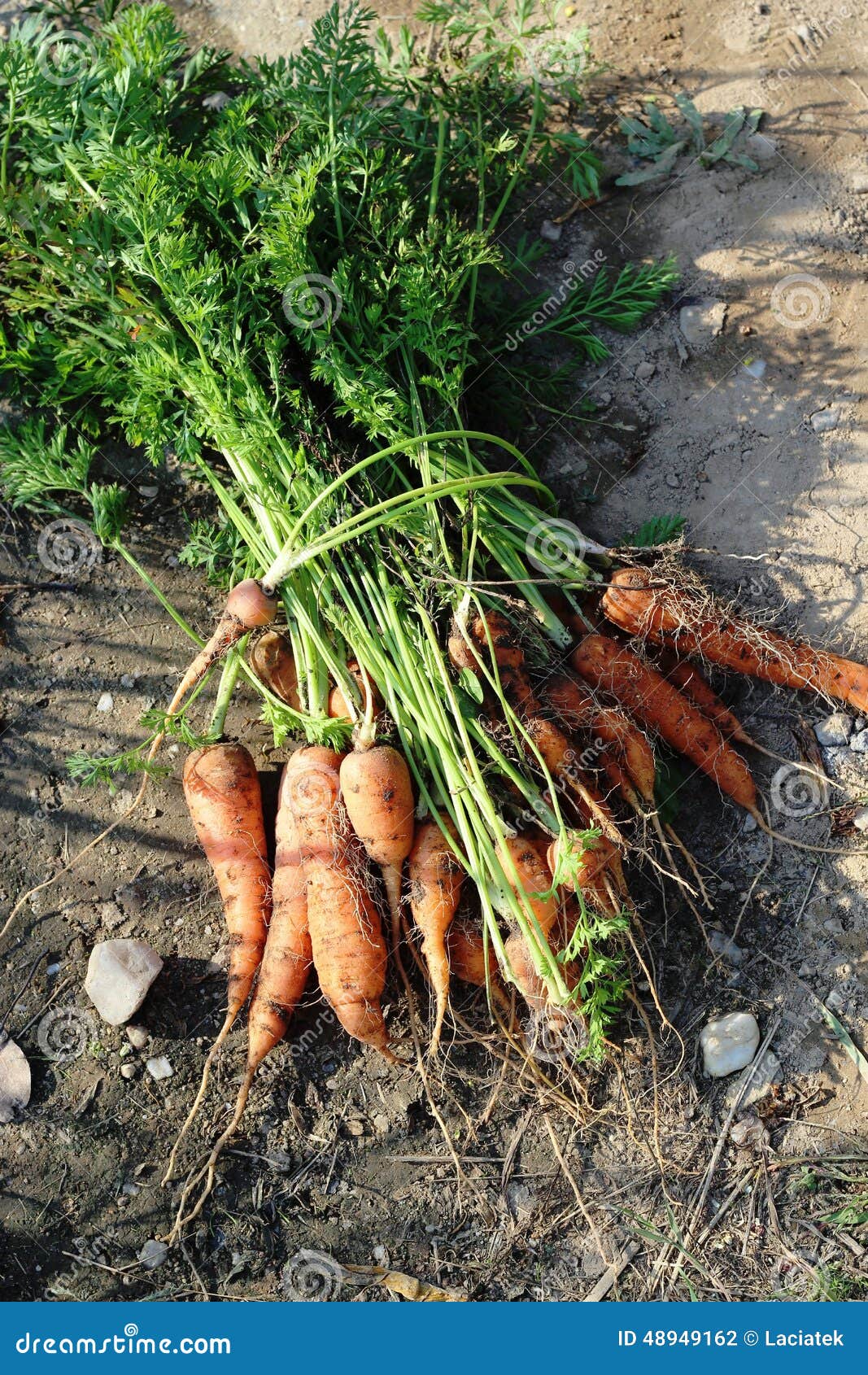 Organic carrots stock photo. Image of bunch, nature, carrot - 48949162
