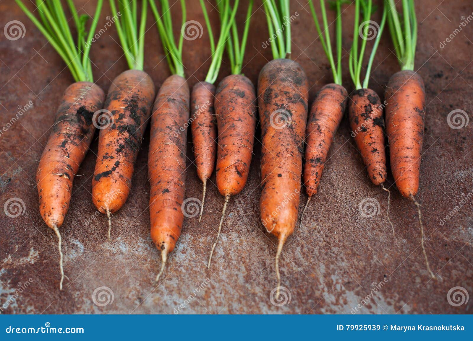 Organic carrots. stock image. Image of detox, farm, color - 79925939