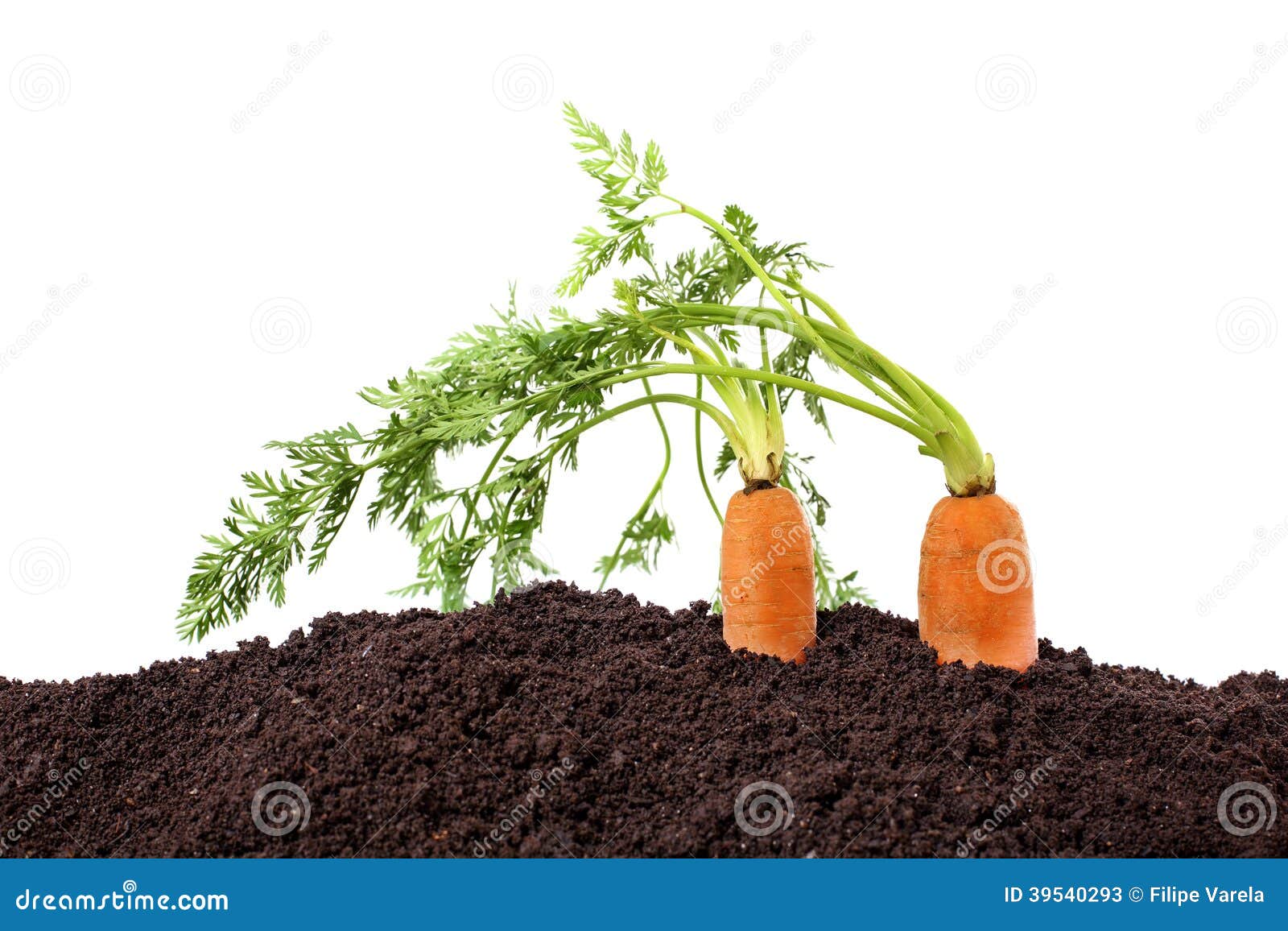 Organic Carrots in Soil Isolated on White Stock Image - Image of nature ...