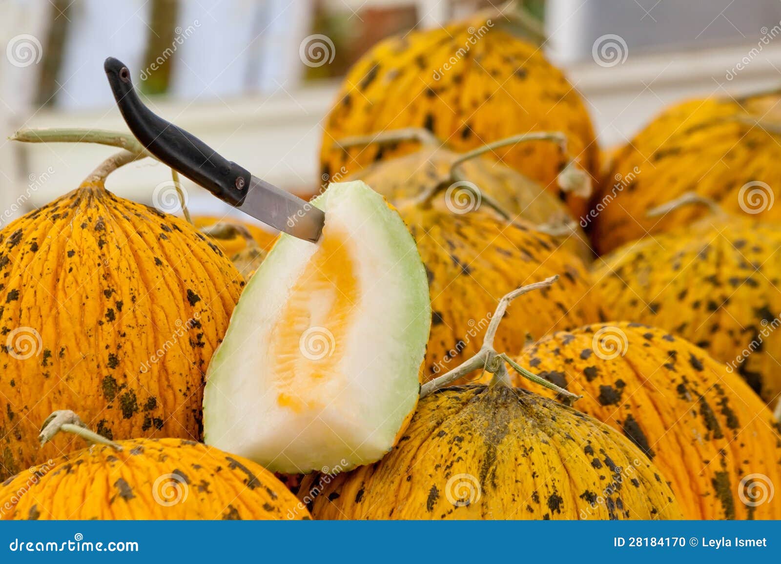 Organic Casaba Melon stock photo. Image of dots, fruit - 28184170