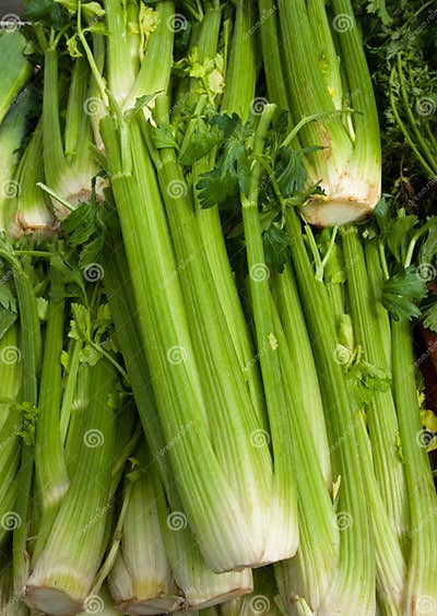 Organic Celery stock image. Image of farmer, color, delicious - 13855991