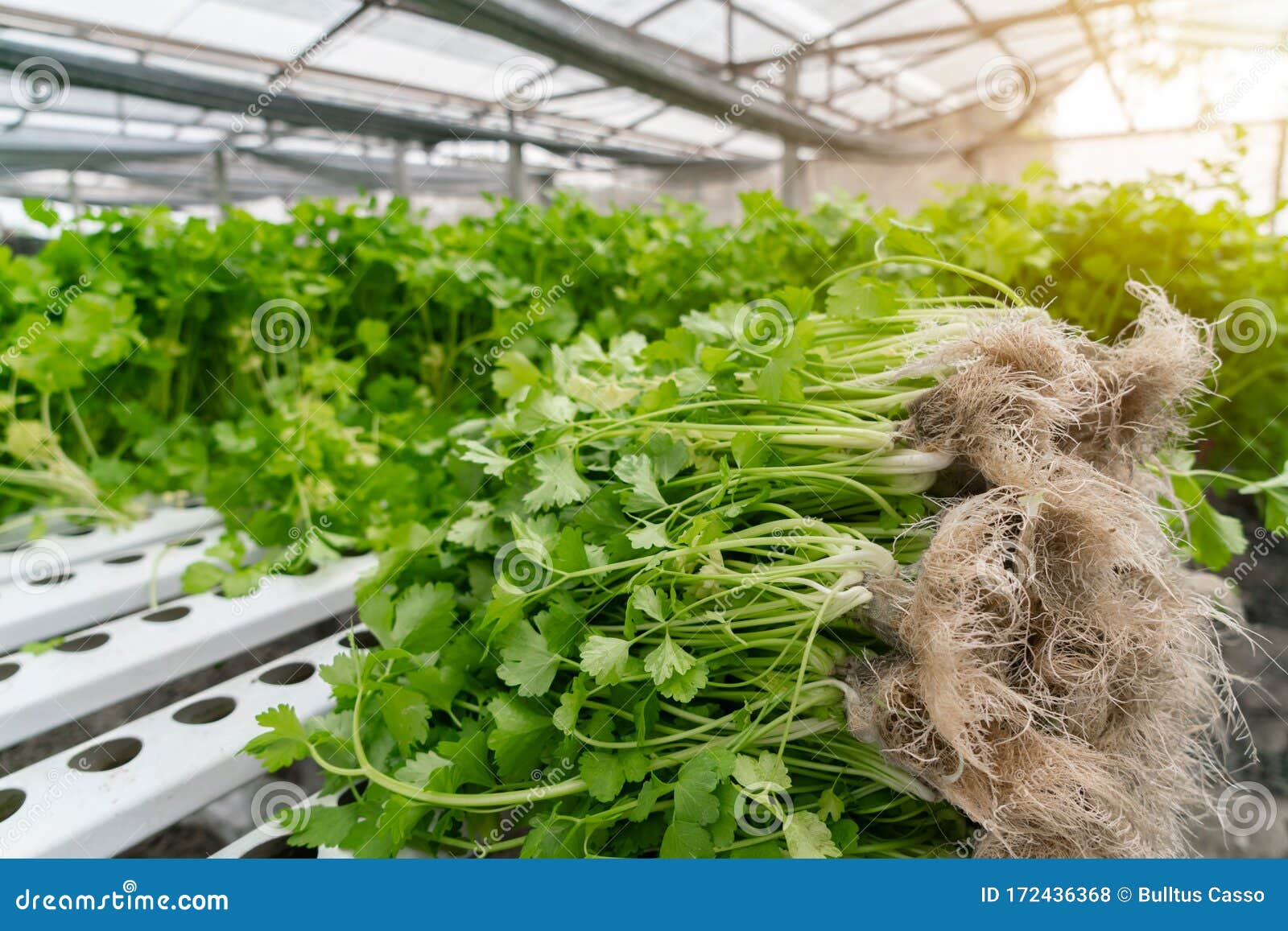 Organic Celery in a Vegetable Garden Stock Photo - Image of green, herb ...
