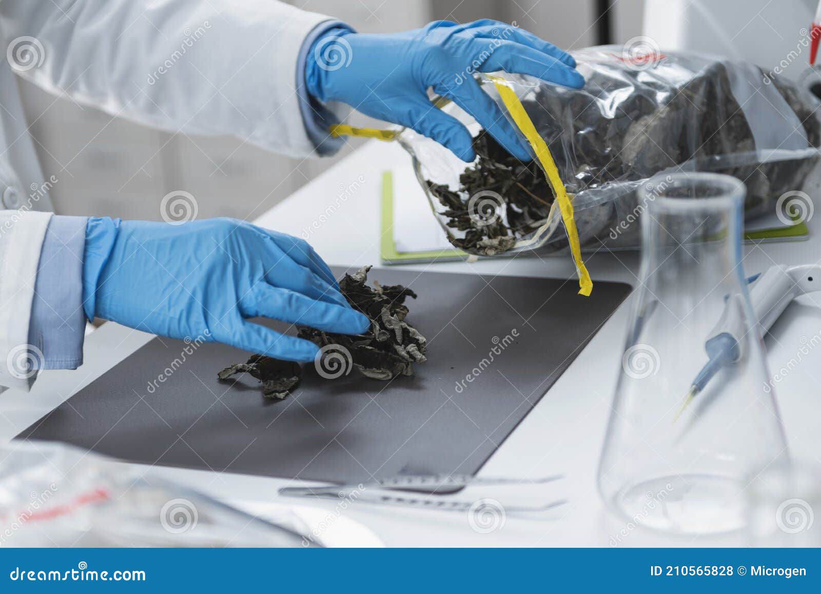 Organic Certification Process in Laboratory Stock Photo - Image of ...