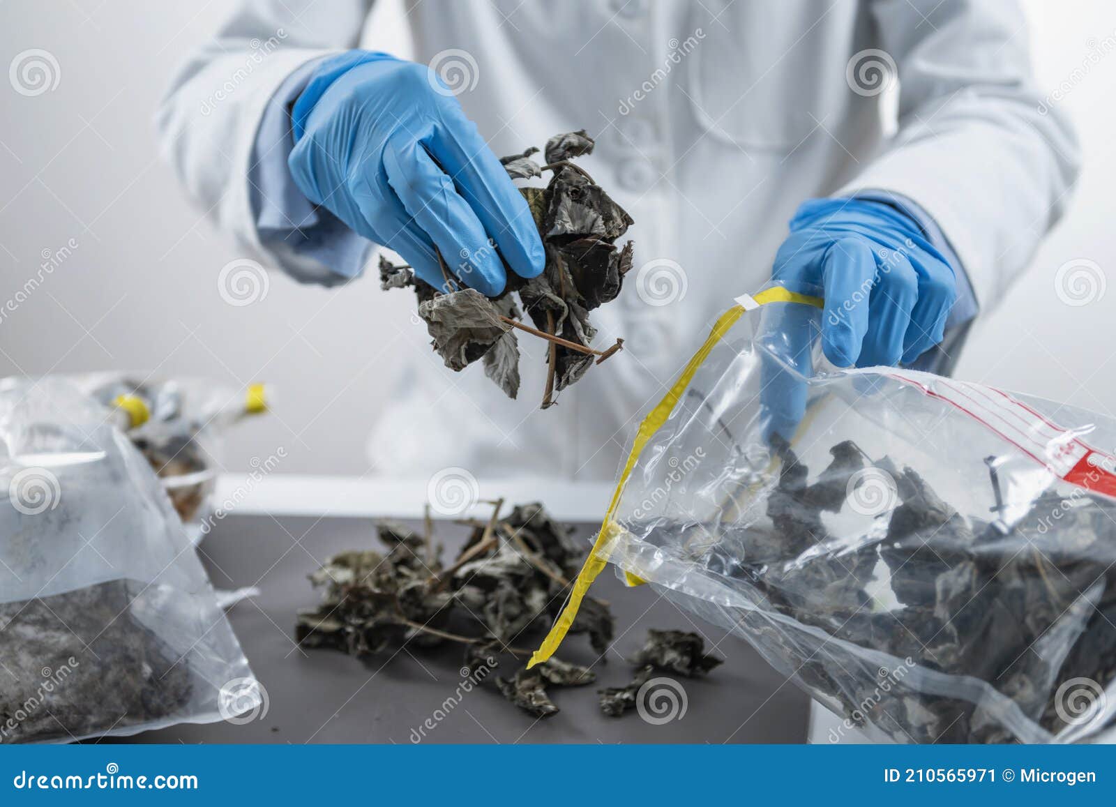 Organic Certification Process in Laboratory Stock Image - Image of ...