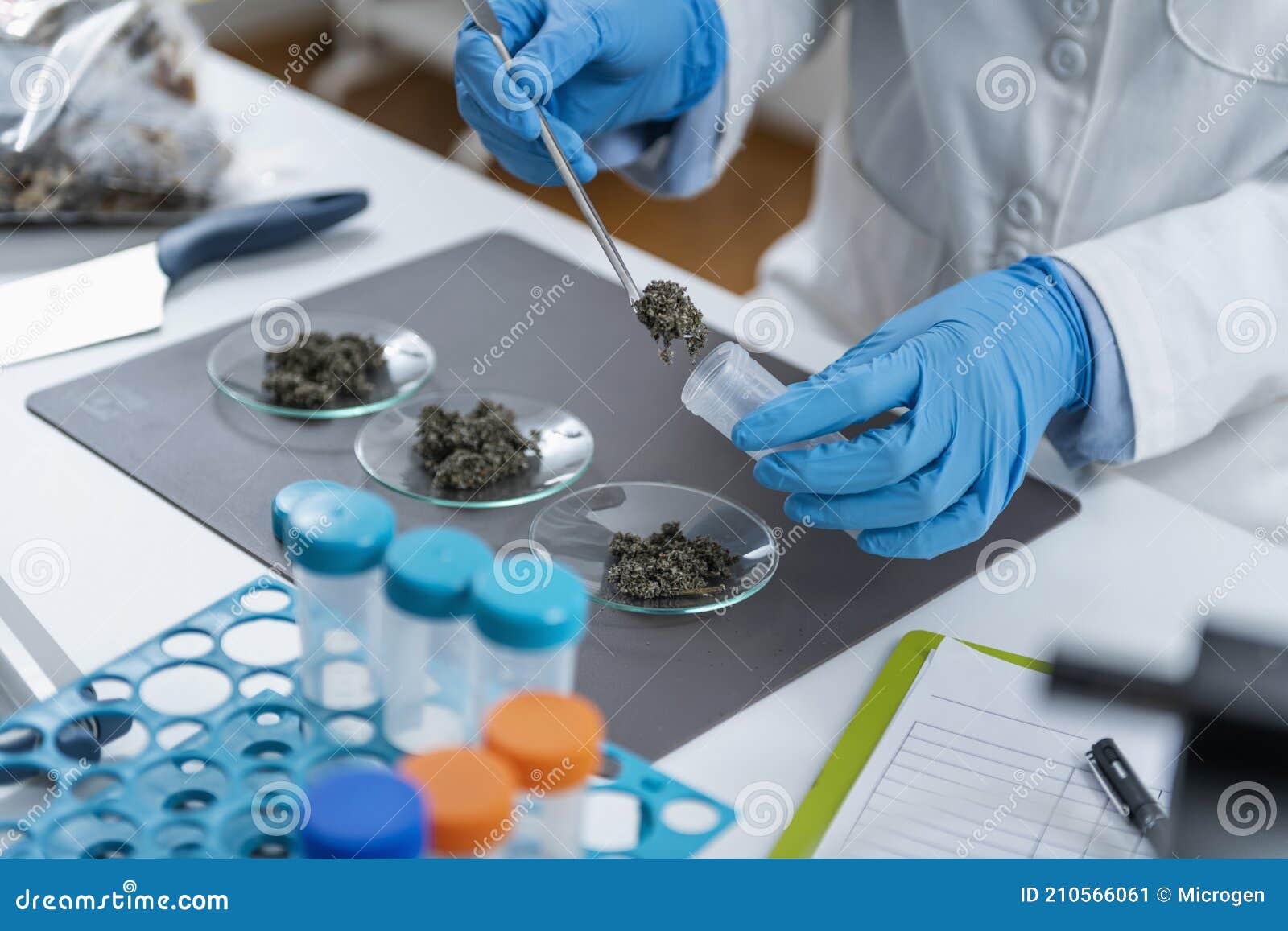 Organic Certification Process in Laboratory Stock Image - Image of ...