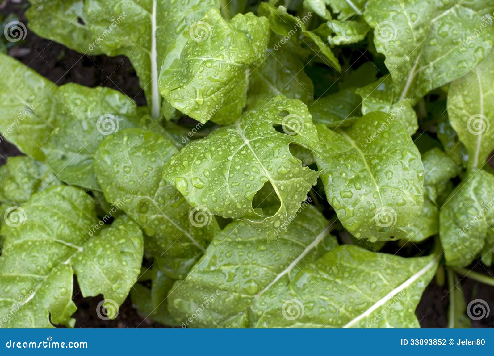 Organic Chard stock photo. Image of natural, organic - 33093852