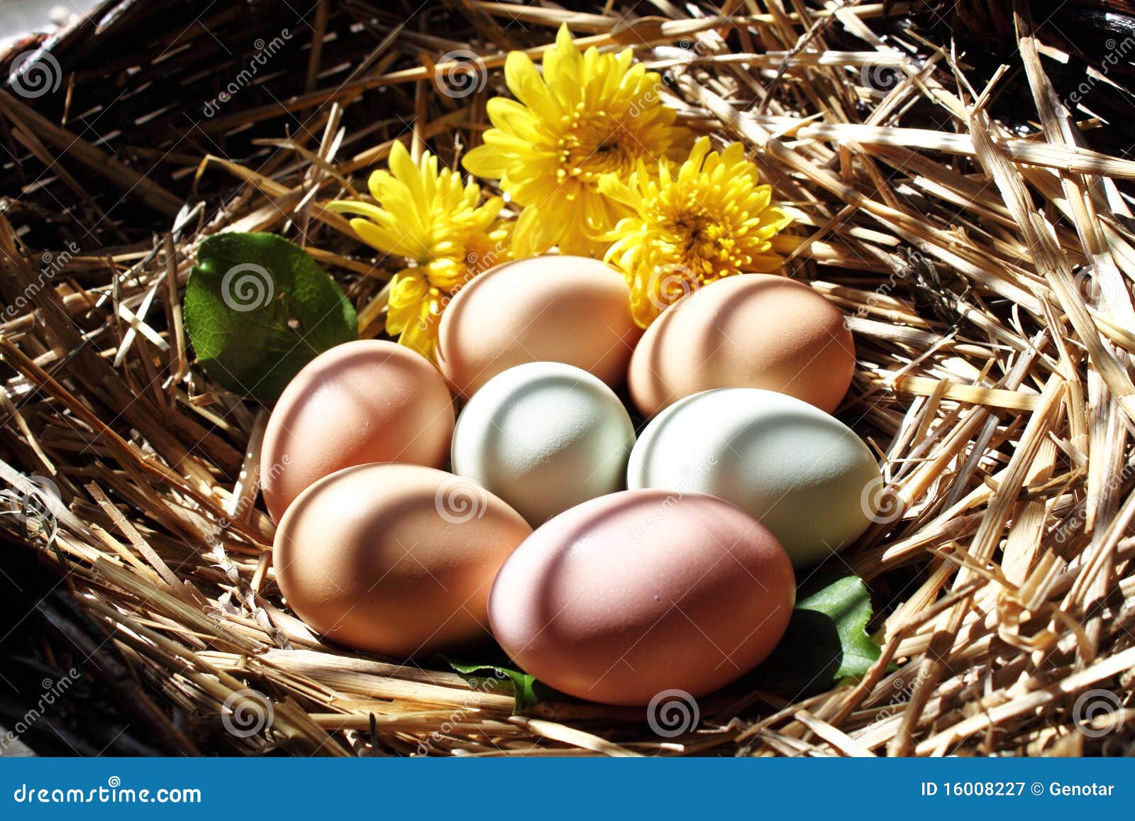 Organic Chicken Eggs in a Nest Stock Image - Image of farm, color: 16008227