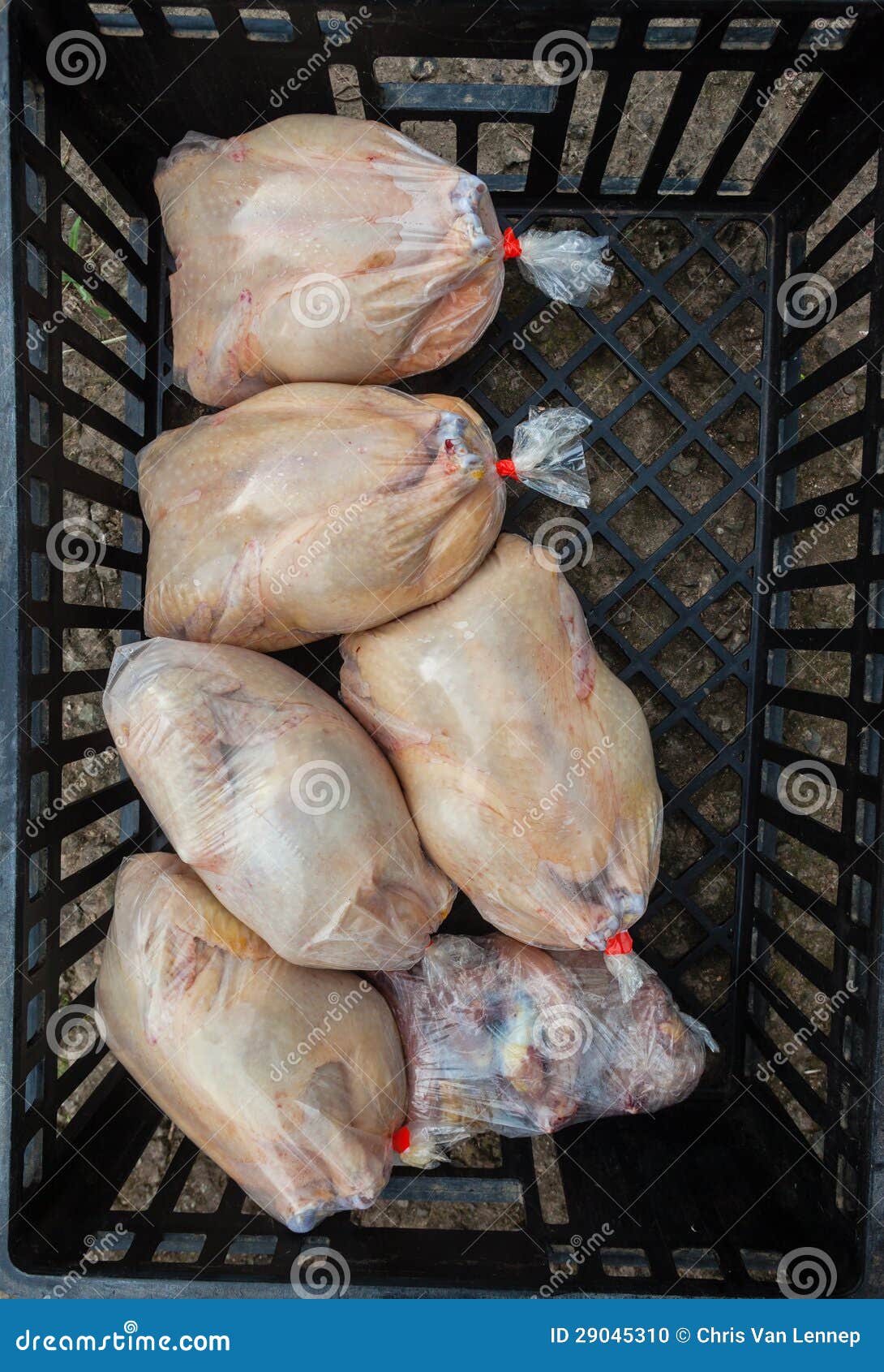 Organic Chickens Packed Abattoir Stock Photo - Image of poultry, cages ...