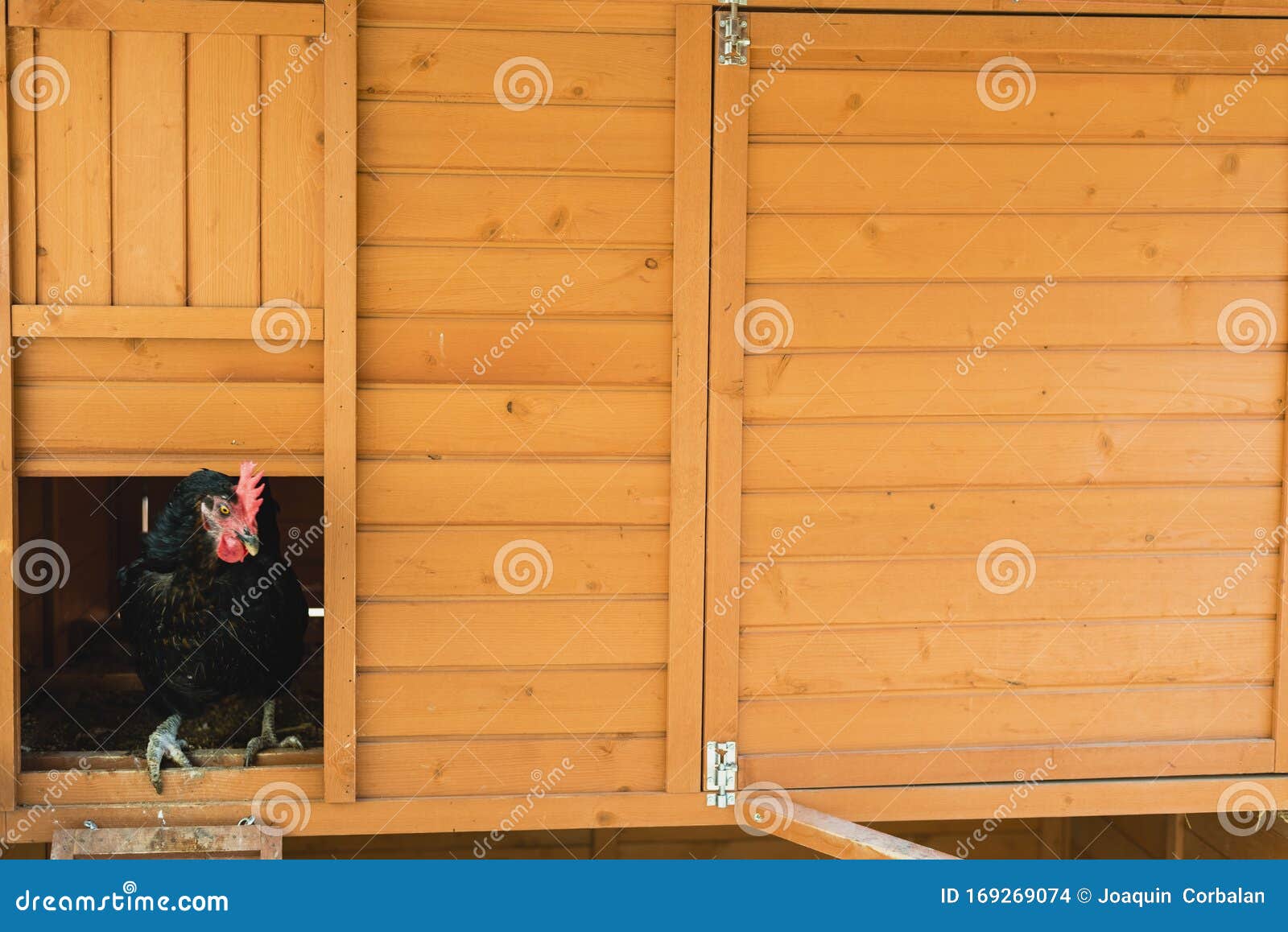 Organic Chickens in Their Corral Stock Photo - Image of field, chicken ...