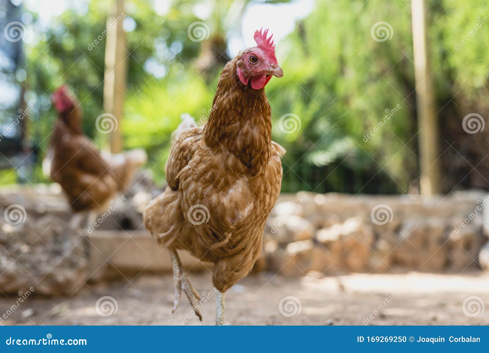Organic Chickens in Their Corral Stock Photo - Image of crops, harvest ...