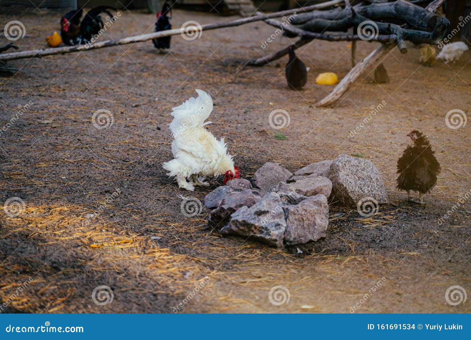 Organic Chickens in Their Corral Green Natural Stock Photo - Image of ...