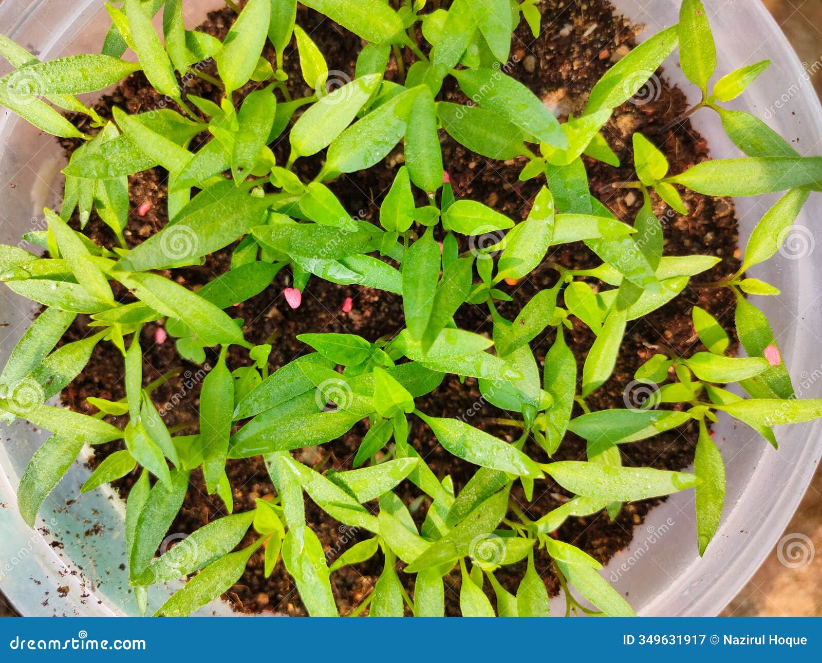Organic Chilli Plants Germination Seedbed. Stock Image - Image of ...