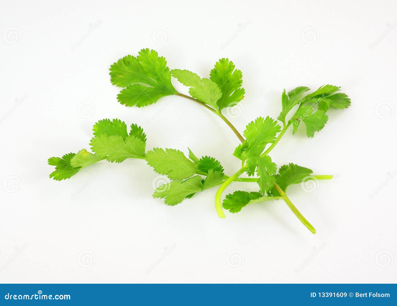 Organic cilantro herb stock image. Image of supermarket - 13391609
