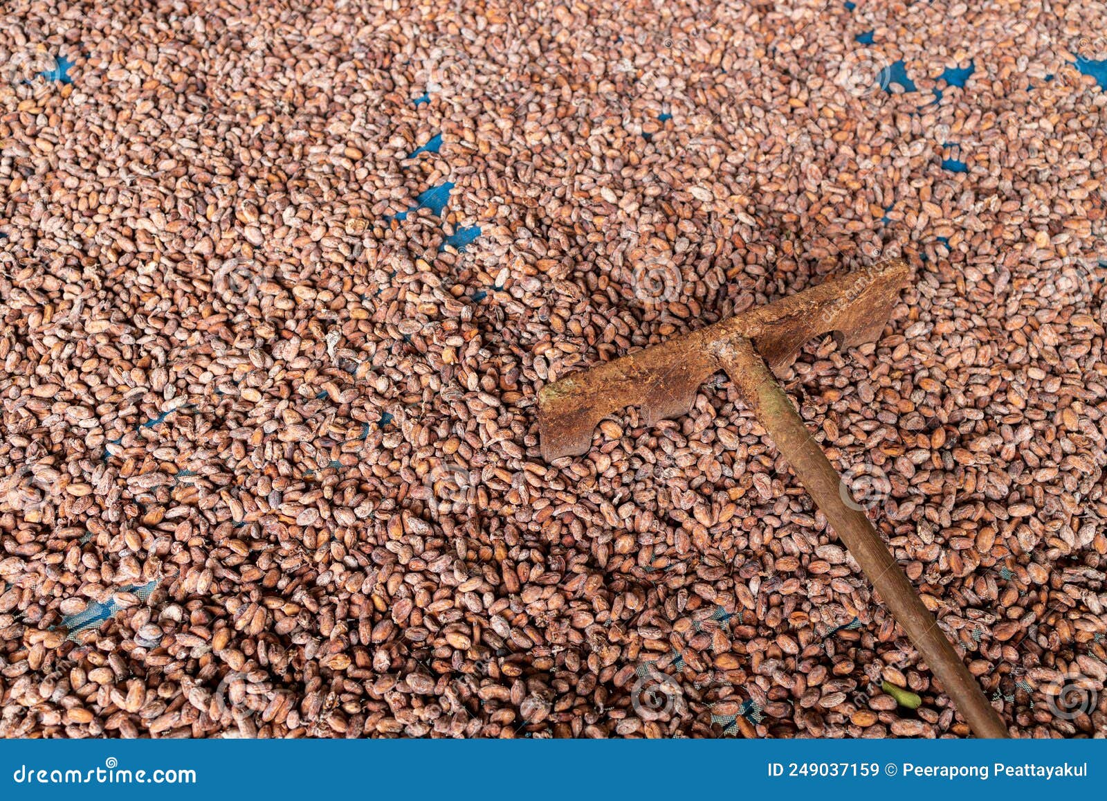 Organic Cocoa Beans Sun Drying on a Farm Stock Image - Image of healthy, antsiranana: 249037159
