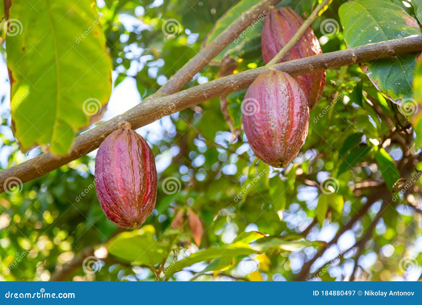 Organic Cocoa Fruit Pods on a Tree in Dominican Republic Stock Image ...