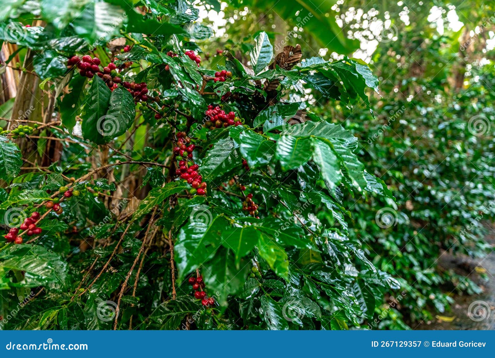 Organic Coffee Plantation in Rain Forest Stock Image - Image of nature ...