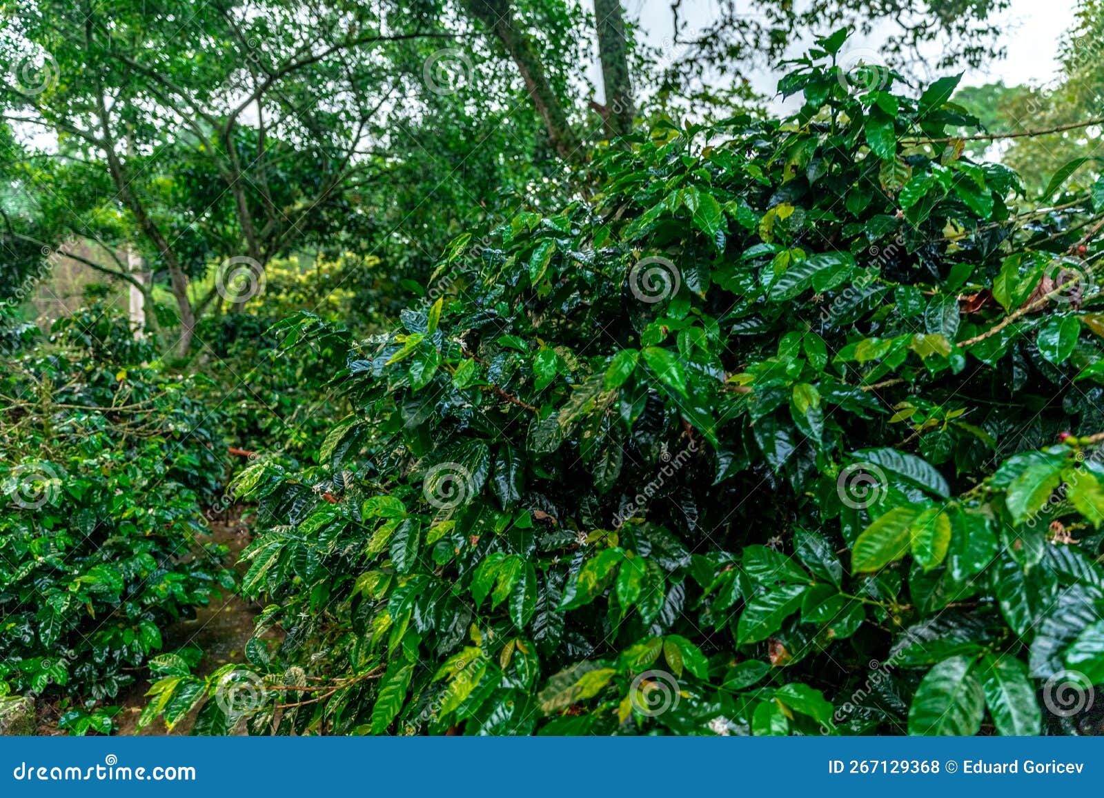 Organic Coffee Plantation in Rain Forest Stock Photo - Image of green ...