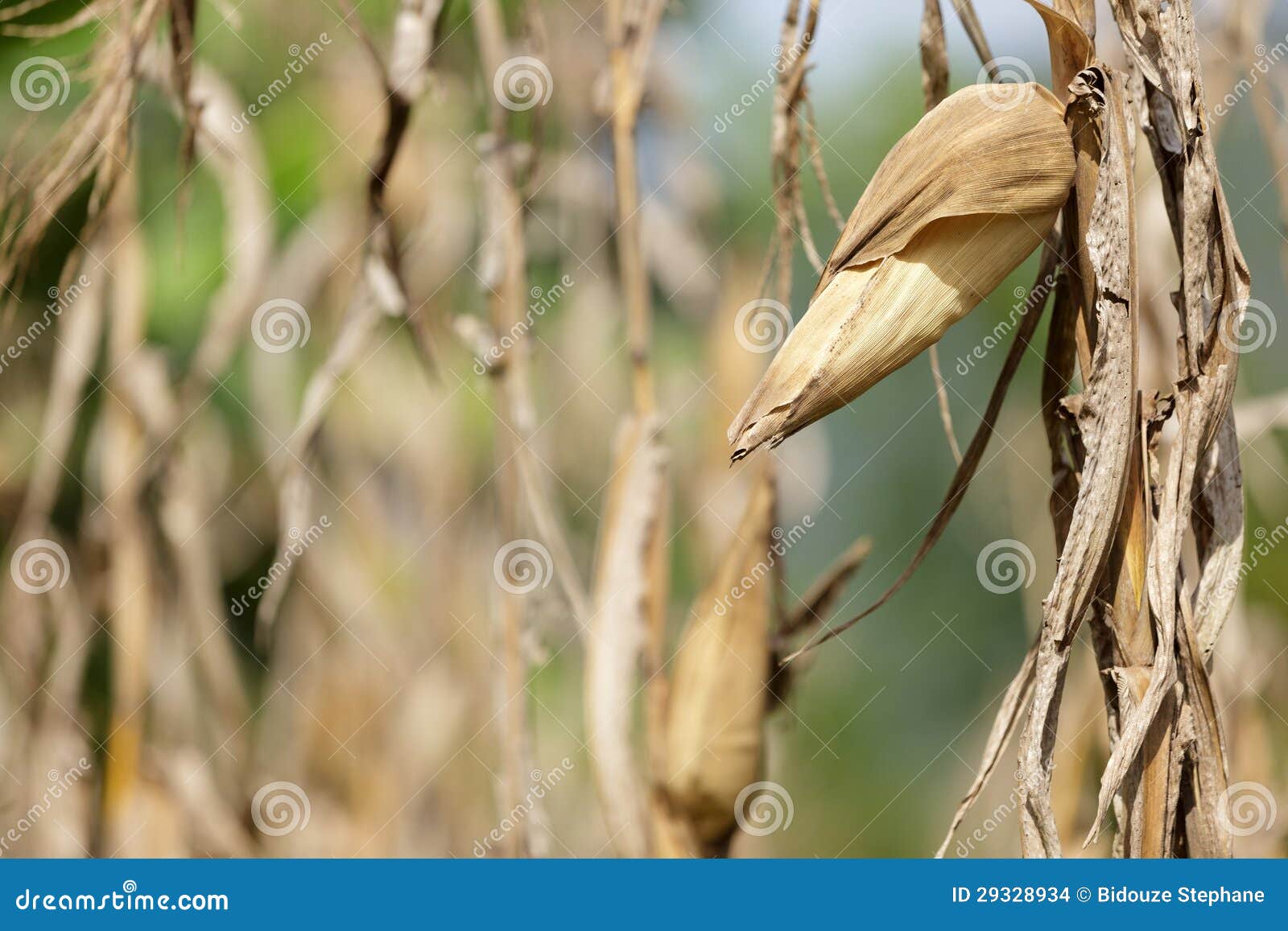 Organic corn stock photo. Image of agriculture, field - 29328934