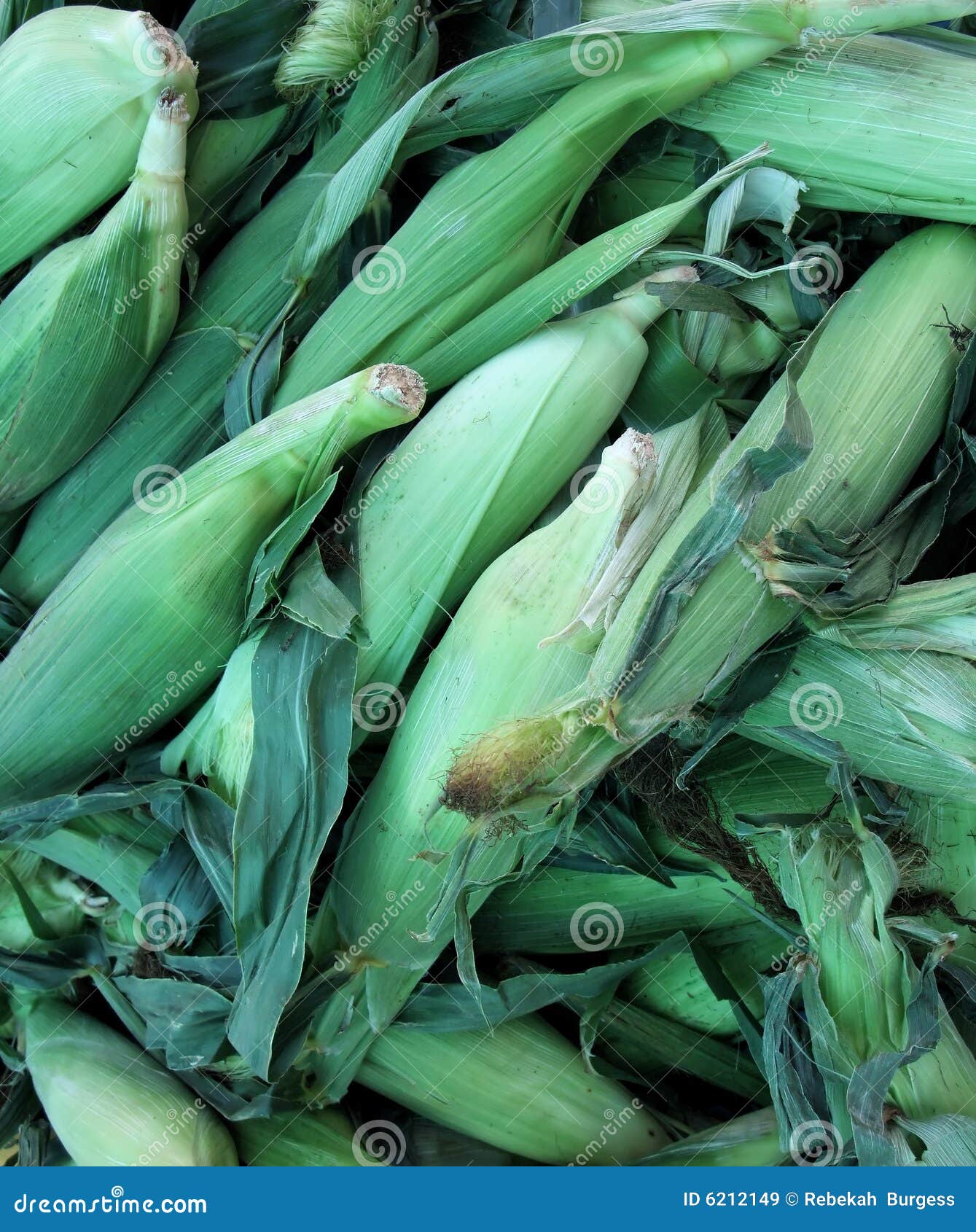 Organic Corn stock image. Image of health, green, harvest - 6212149