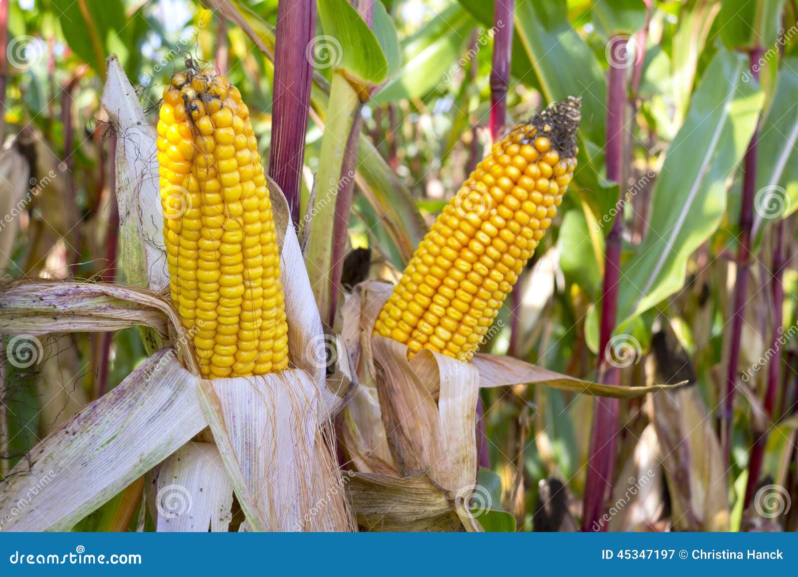 Organic corn cob stock image. Image of ripe, vegetable - 45347197