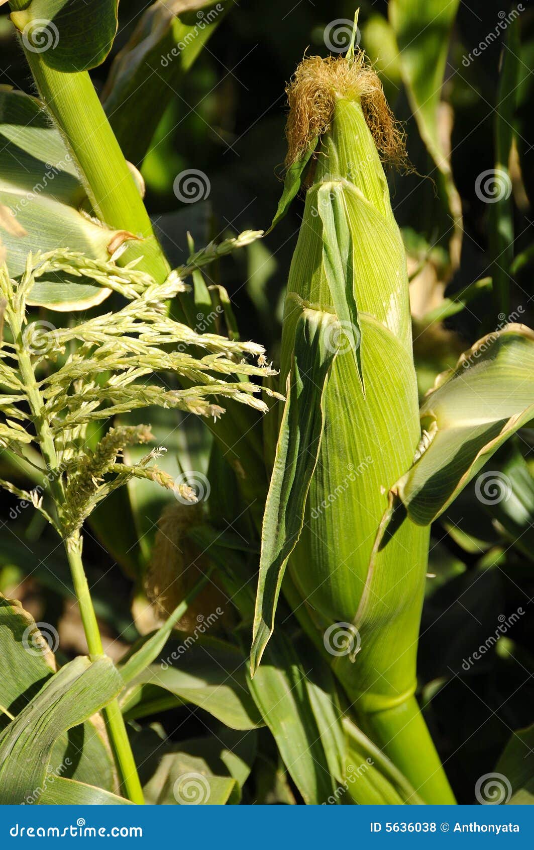 Organic Corn Crop stock photo. Image of nature, tint, organic - 5636038