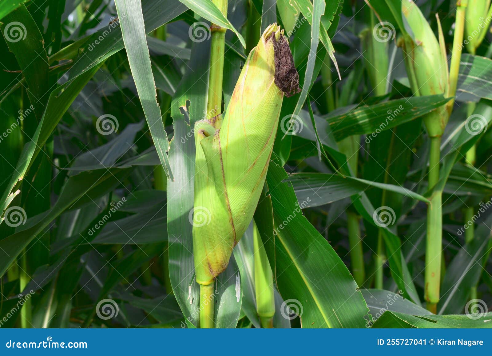 Organic corn farm in India stock image. Image of landscape - 255727041