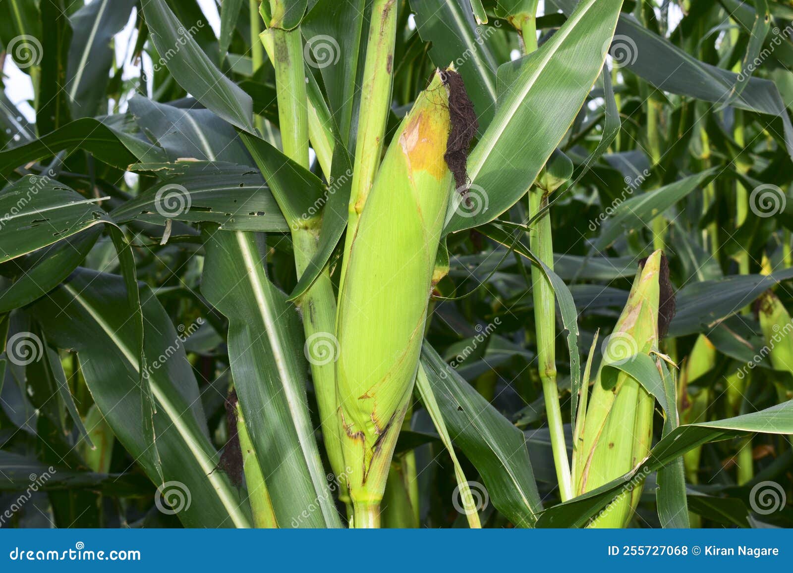 Organic corn farm in India stock photo. Image of growing - 255727068