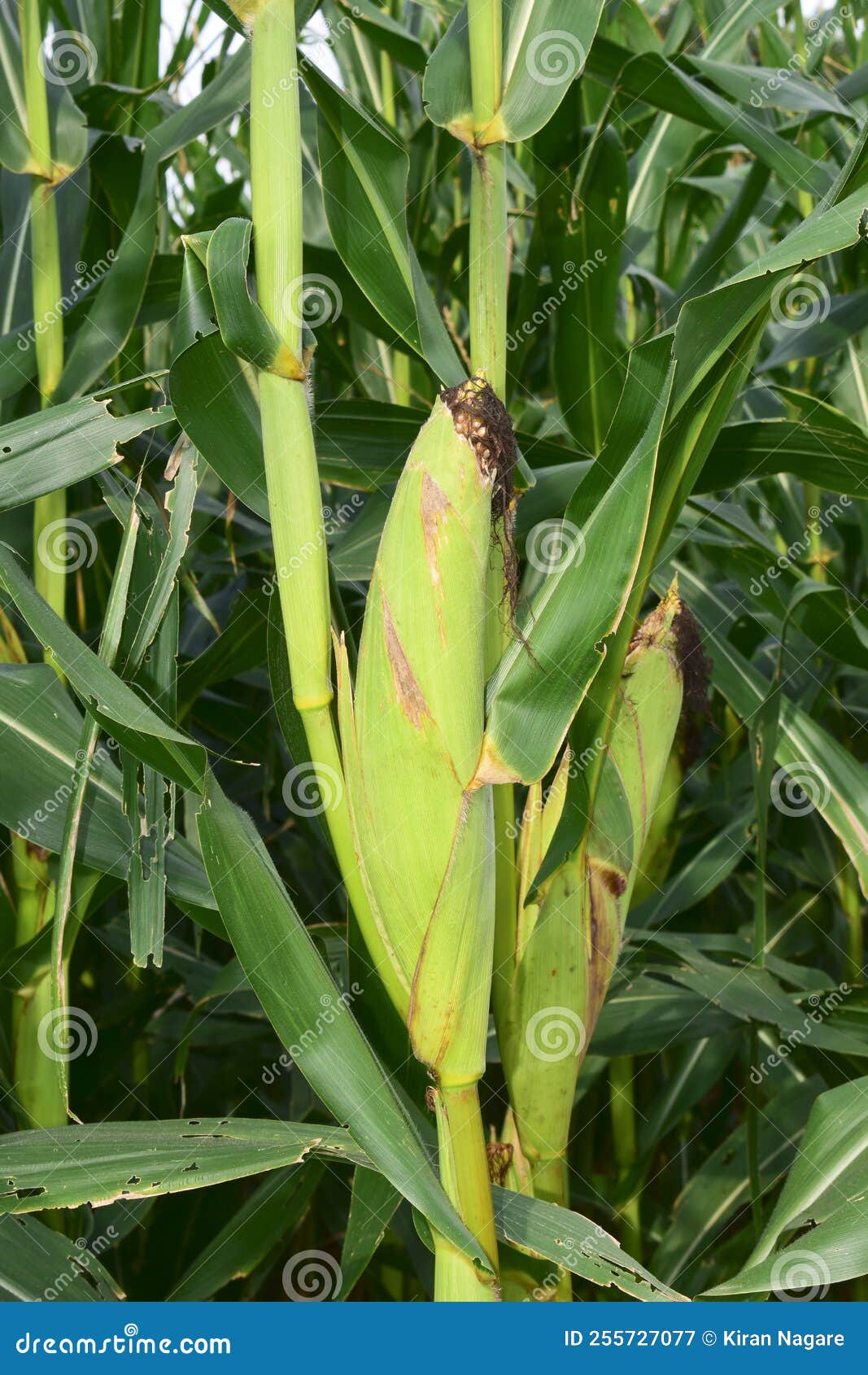 Organic corn farm in India stock image. Image of light - 255727077