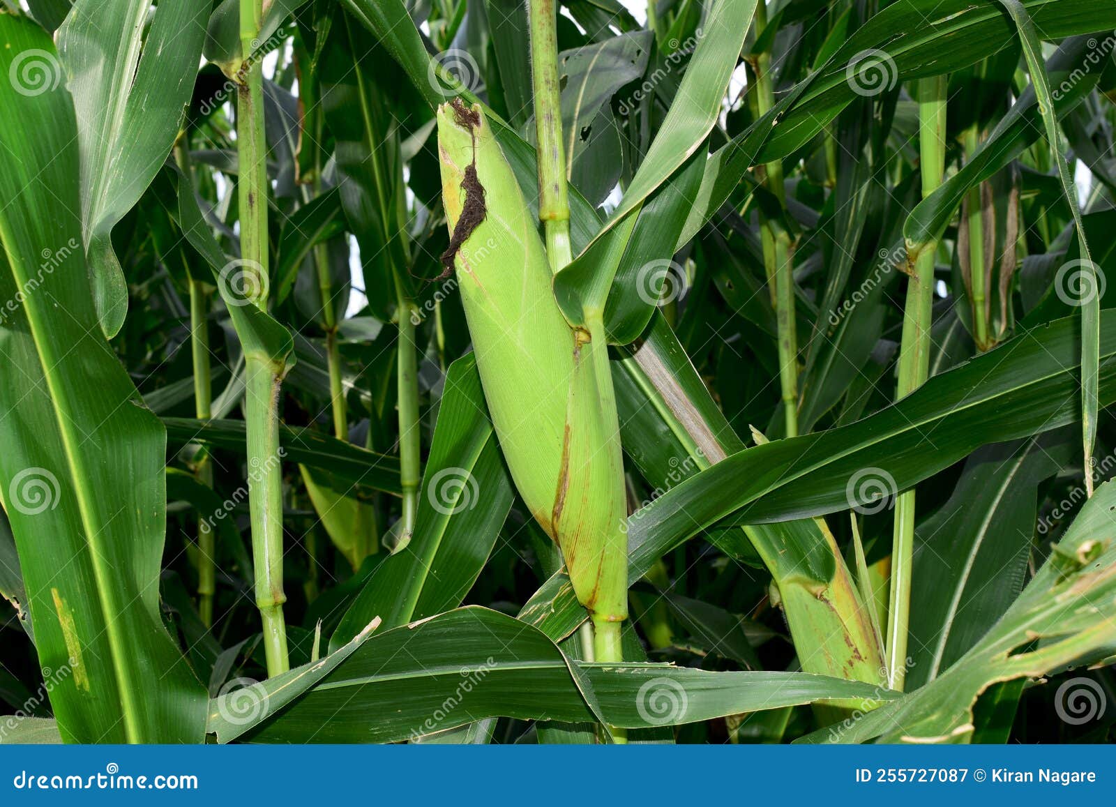 Organic corn farm in India stock image. Image of yellow - 255727087