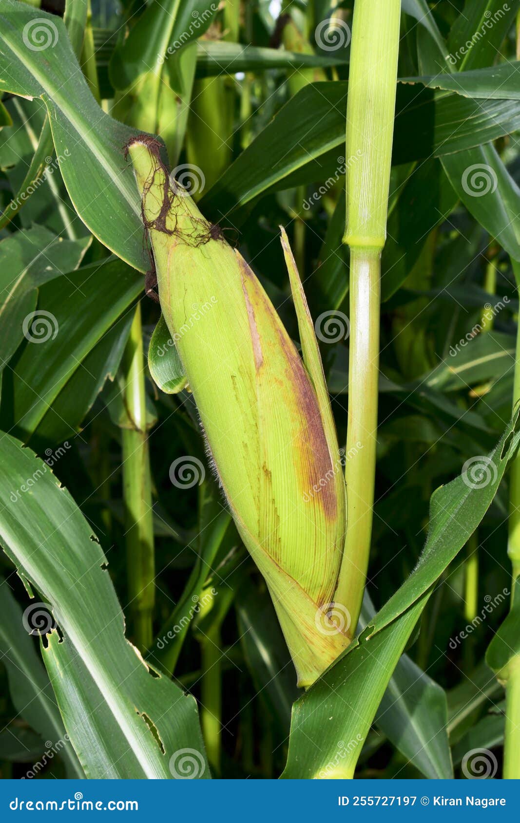 Organic corn farm in India stock image. Image of young - 255727197