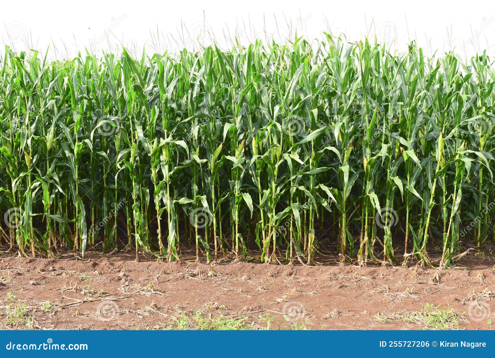 Organic corn farm in India stock photo. Image of environment - 255727206