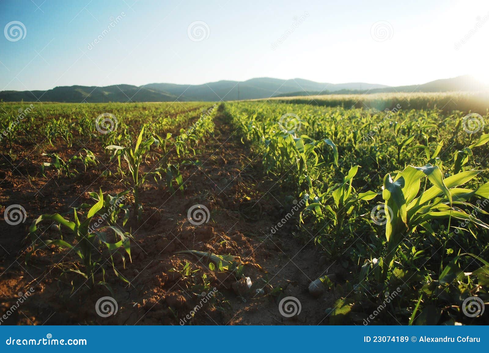 Organic corn field stock image. Image of cultivated, handwork - 23074189
