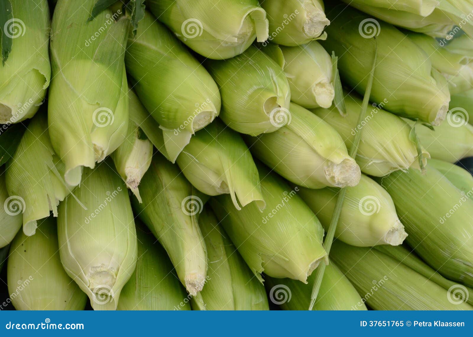 Organic Corn stock image. Image of stalk, nutrition, veggie - 37651765