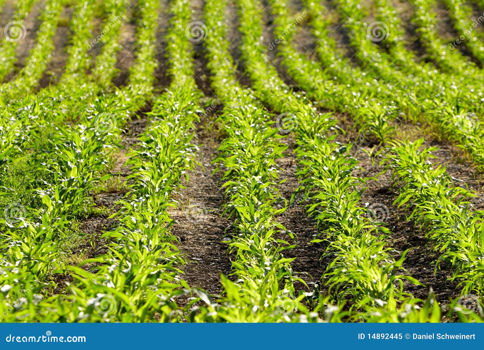 Organic corn plants stock image. Image of cereal, organic - 14892445