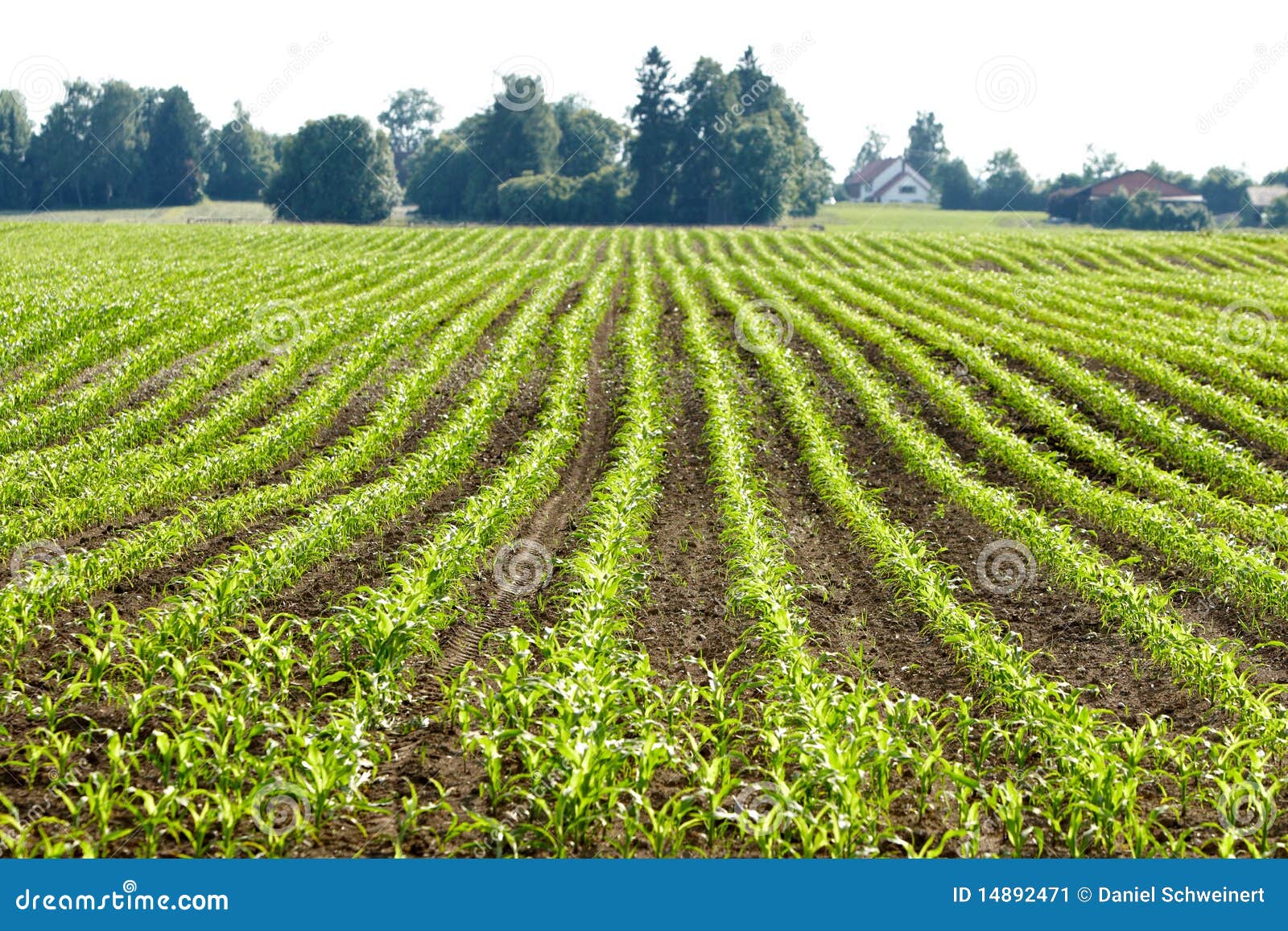 Organic corn plants stock image. Image of landscape, countryside - 14892471