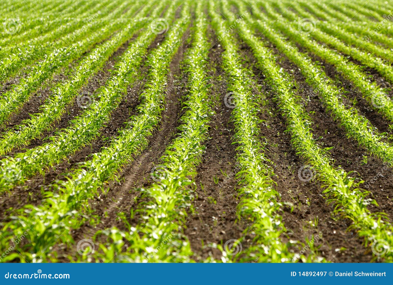 Organic corn plants stock image. Image of agricultural - 14892497