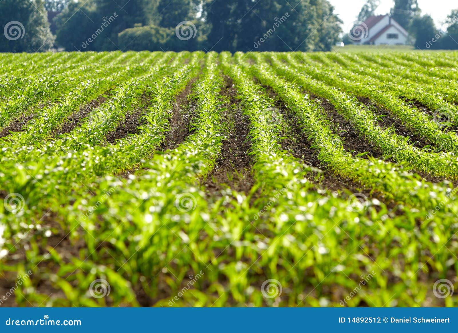 Organic corn plants stock photo. Image of field, health - 14892512