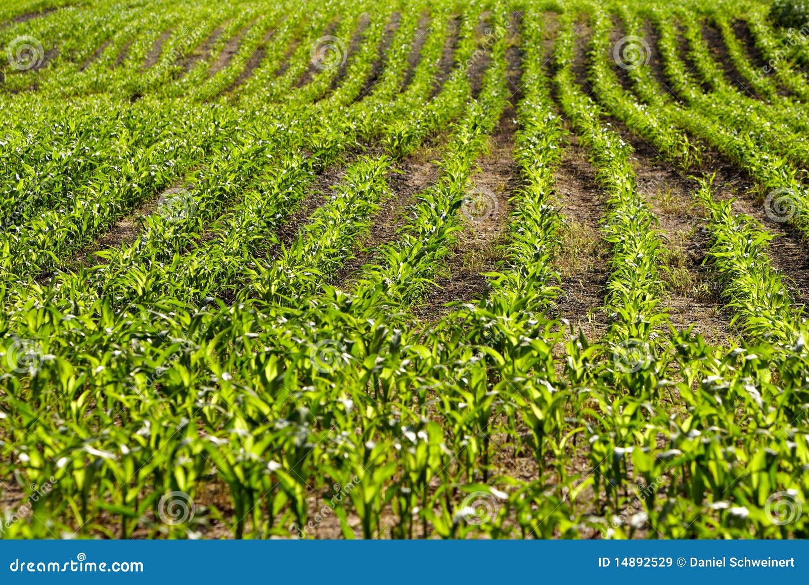 Organic corn plants stock image. Image of rural, corn - 14892529