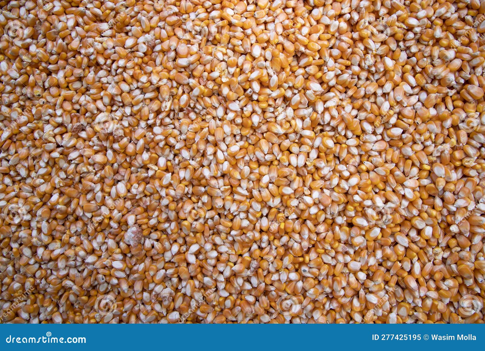 Organic Corn Seed Pattern Texture Can Be Used As a Background Stock ...