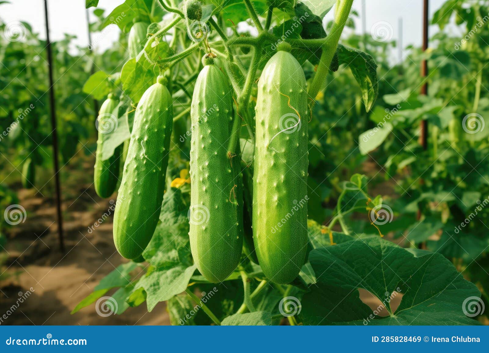 Organic Cucumbers Cultivation Stock Illustration - Illustration of farm ...