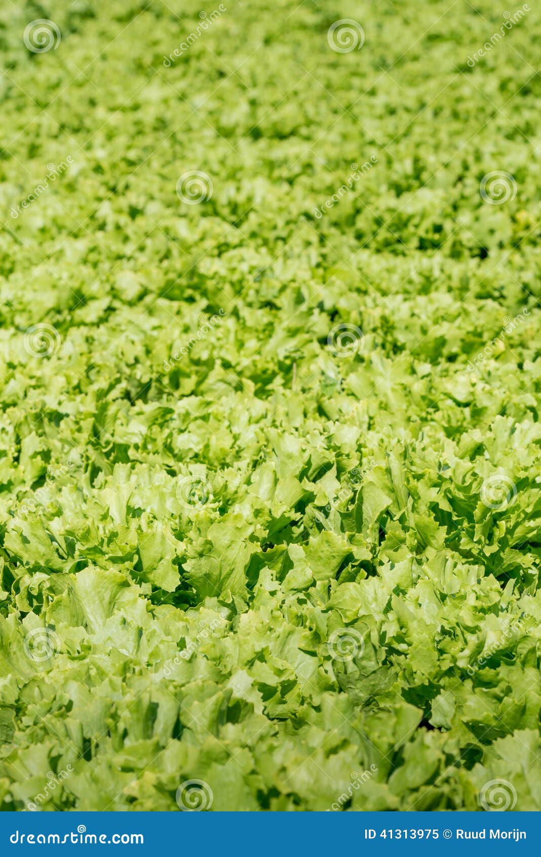 Organic Cultivation of Endive Stock Image - Image of group, cultivation ...