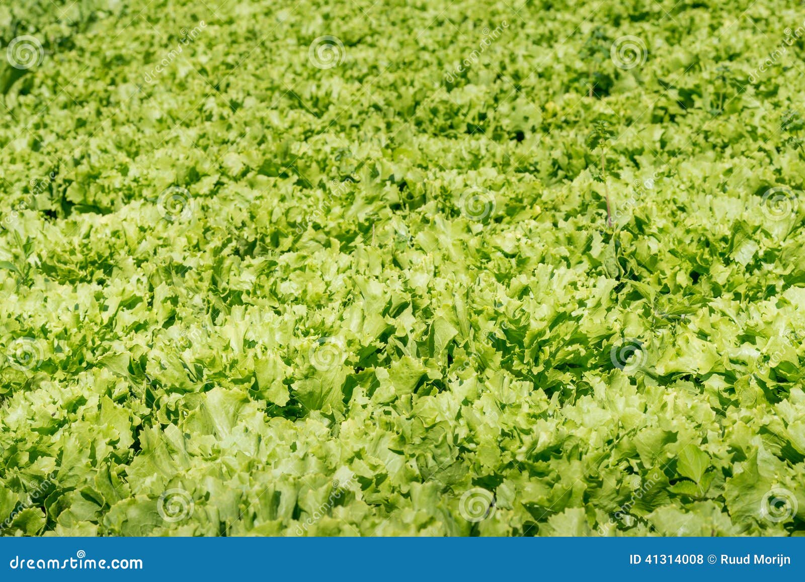 Organic Cultivation of Endive Stock Photo - Image of grown, food: 41314008