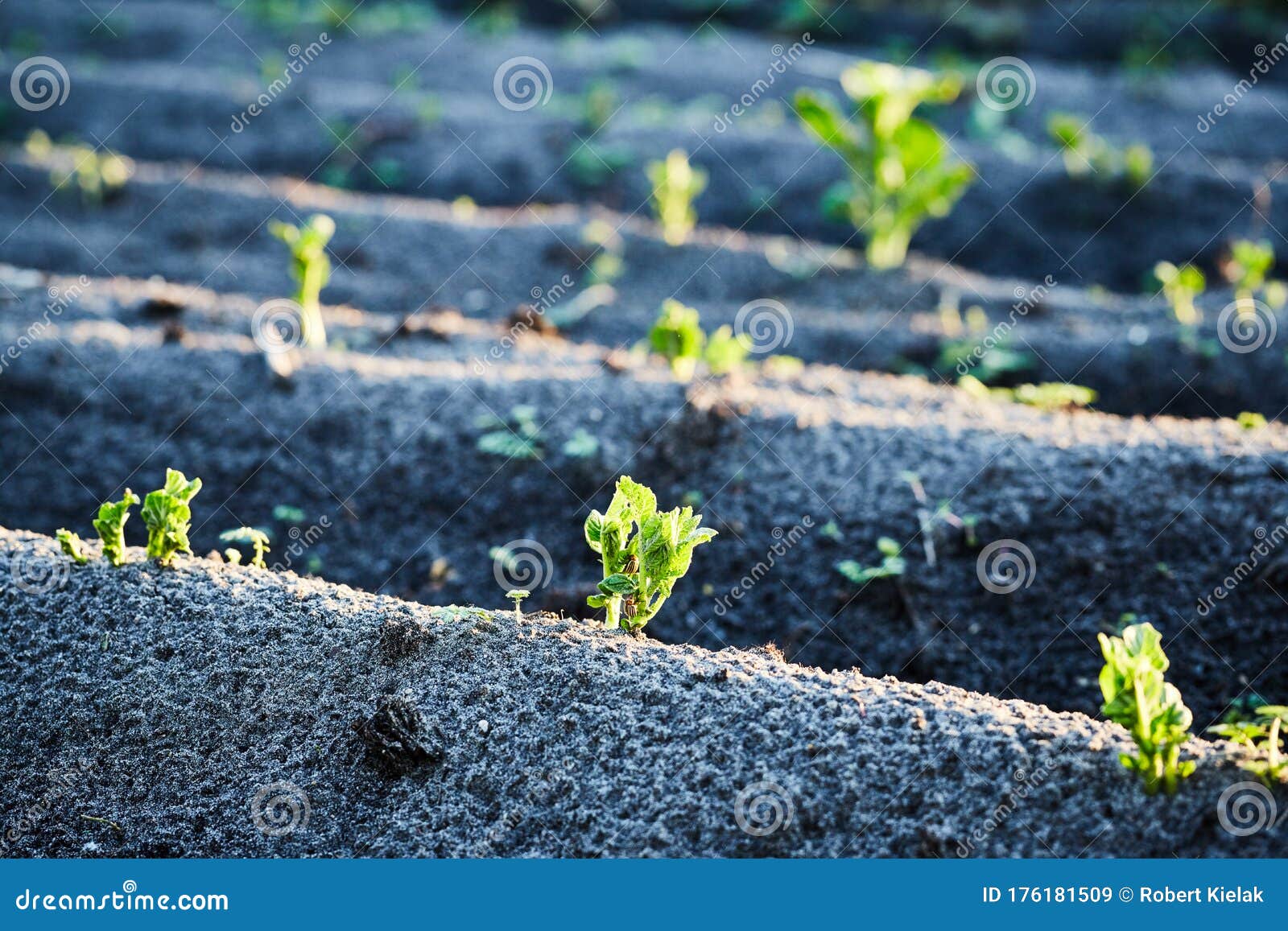 Young Potato Plants Sprouting from the Soil in the Spring. Stock Image ...