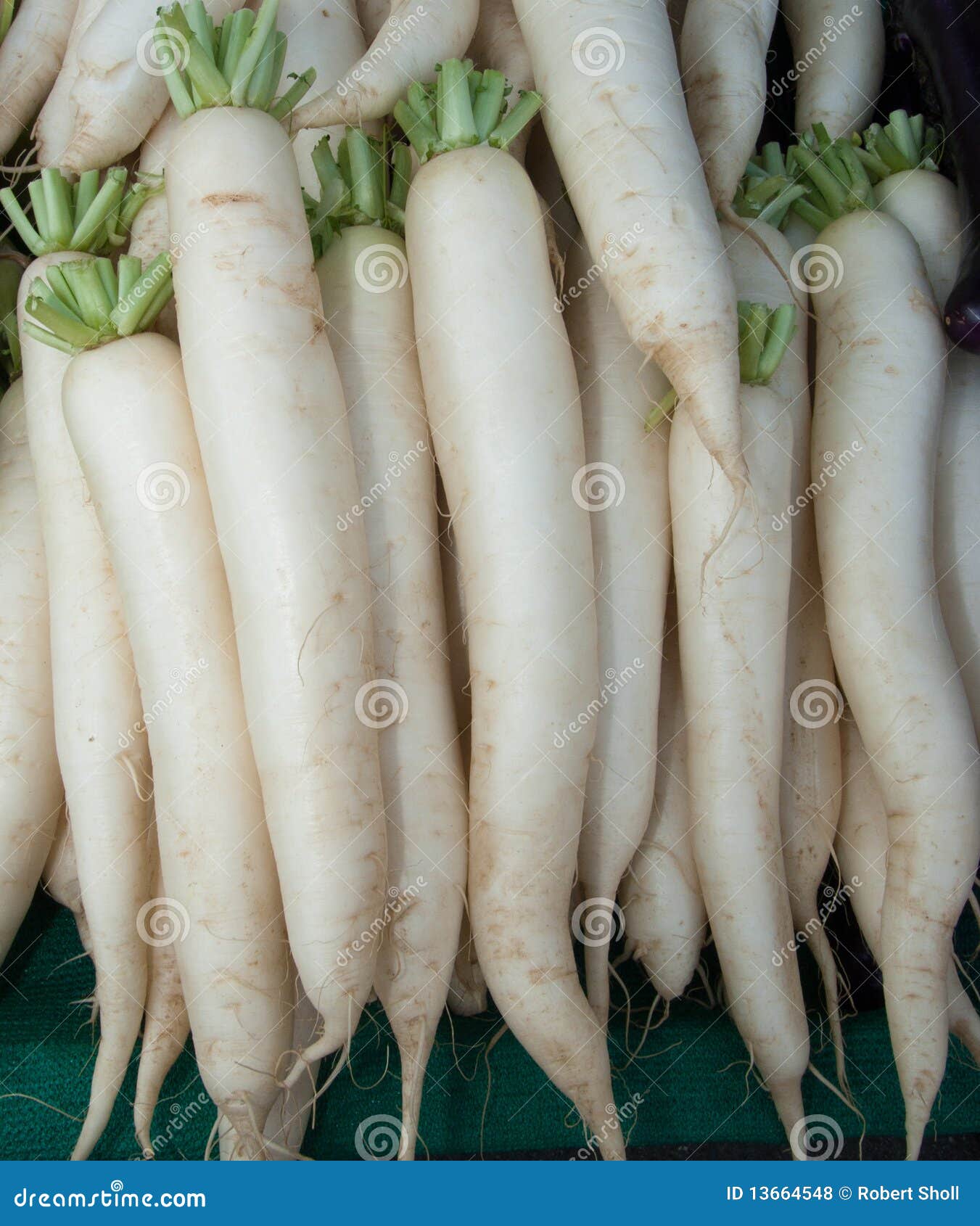 Organic Daikon Radishes stock photo. Image of gourmet - 13664548