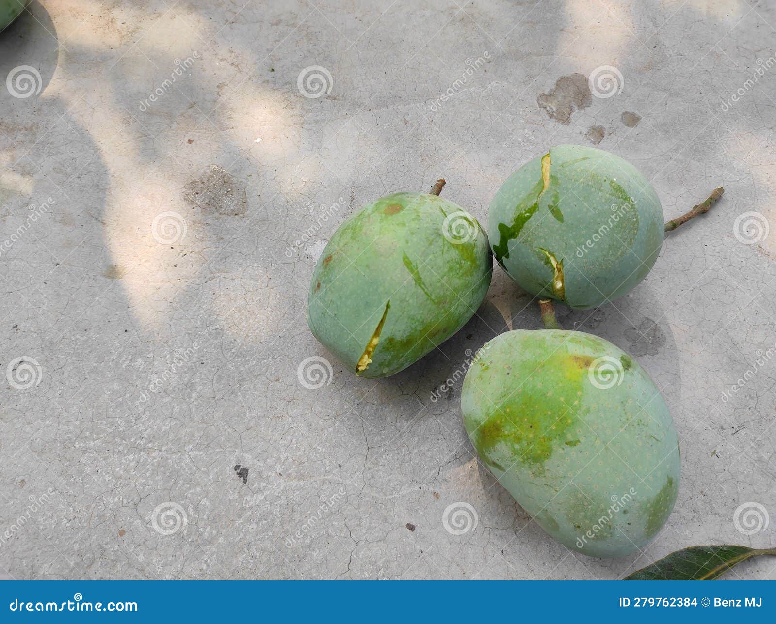 Organic and Delicious Broken Mangoes on the Floor after Plucking from ...