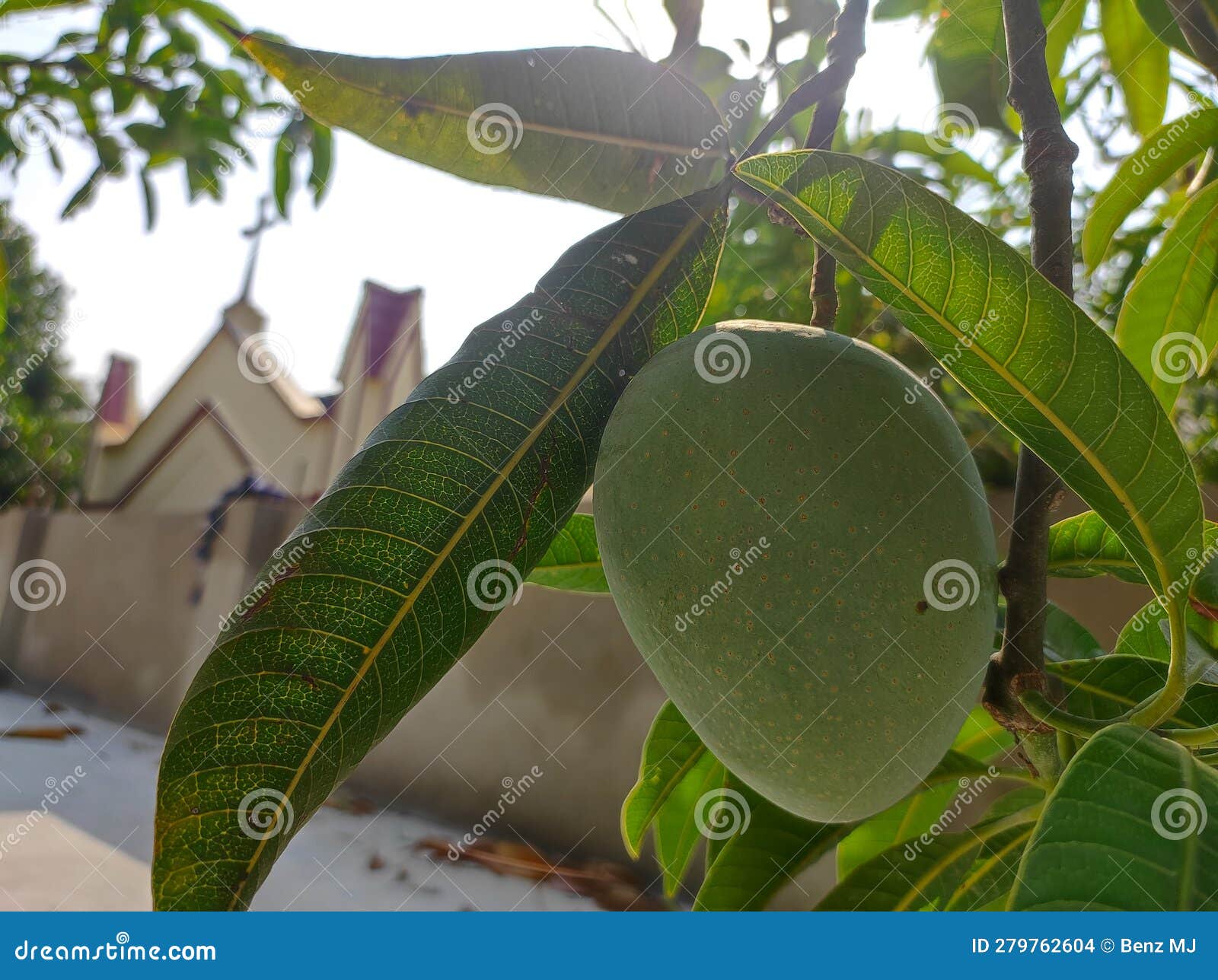 Organic and Delicious Mango Hanging on the Tree Stock Photo - Image of ...